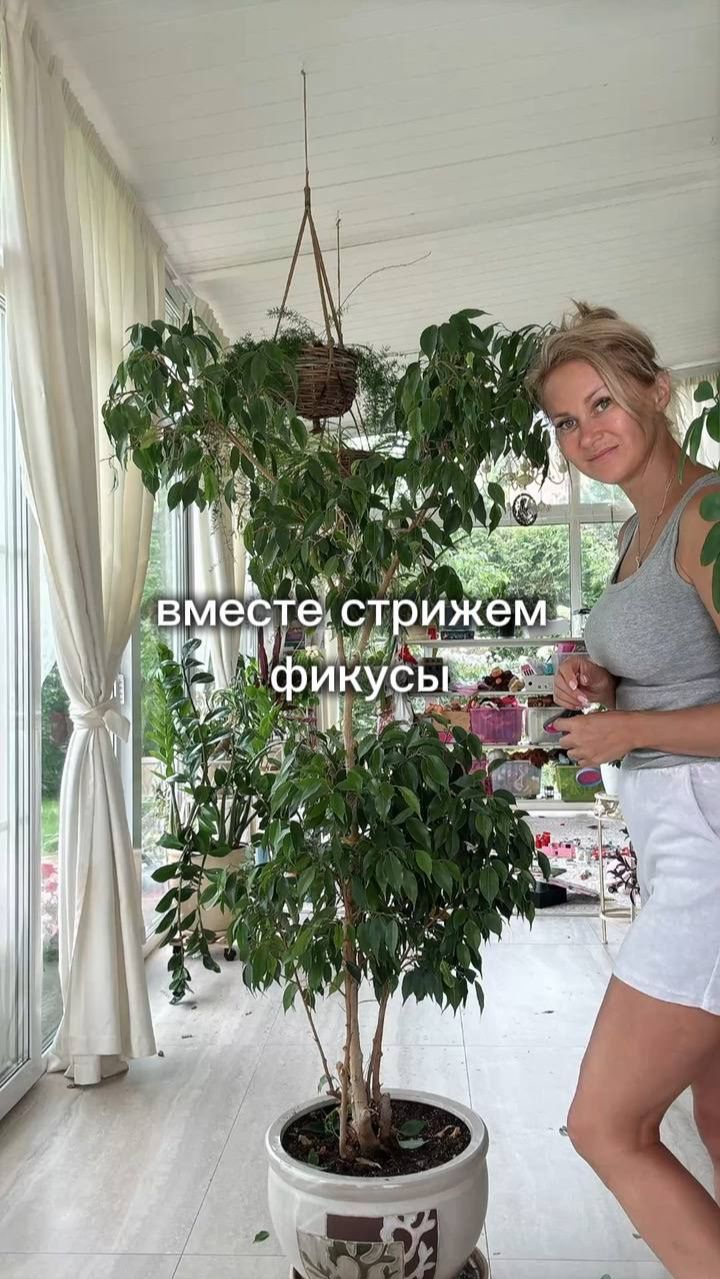 Комнатные растения