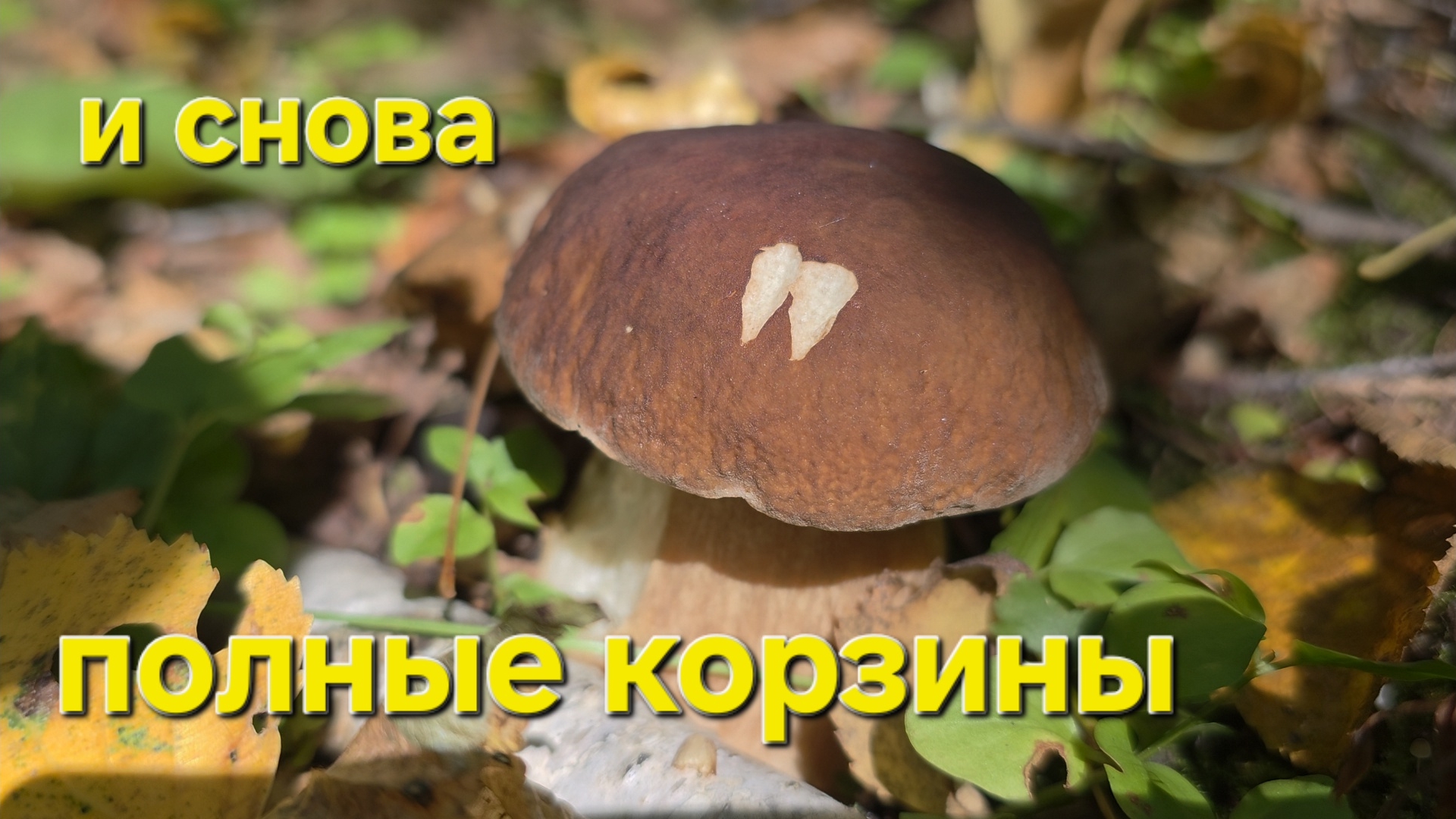 тихая охота
