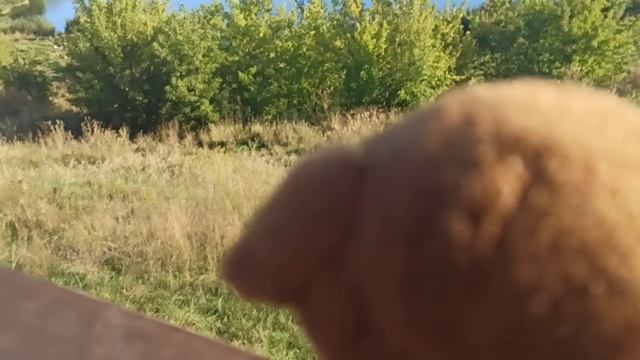Улица🐶
