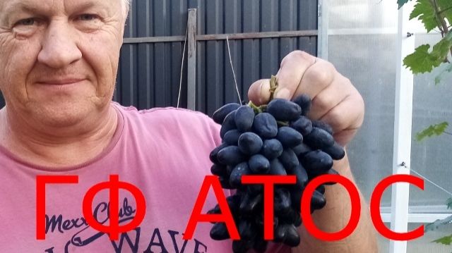 Столовые сорта винограда моей коллекции.