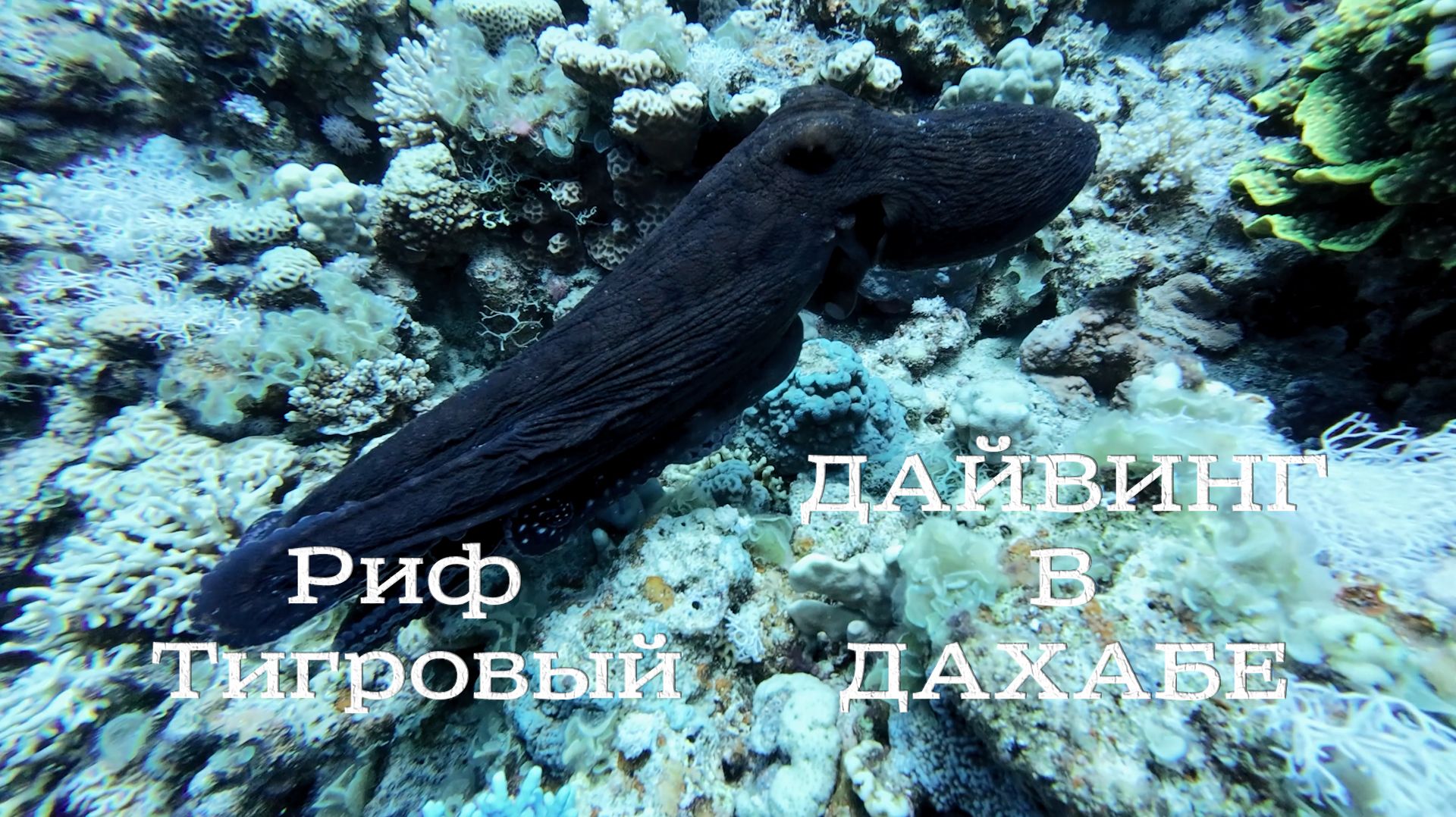 Дайвинг и сноркелинг