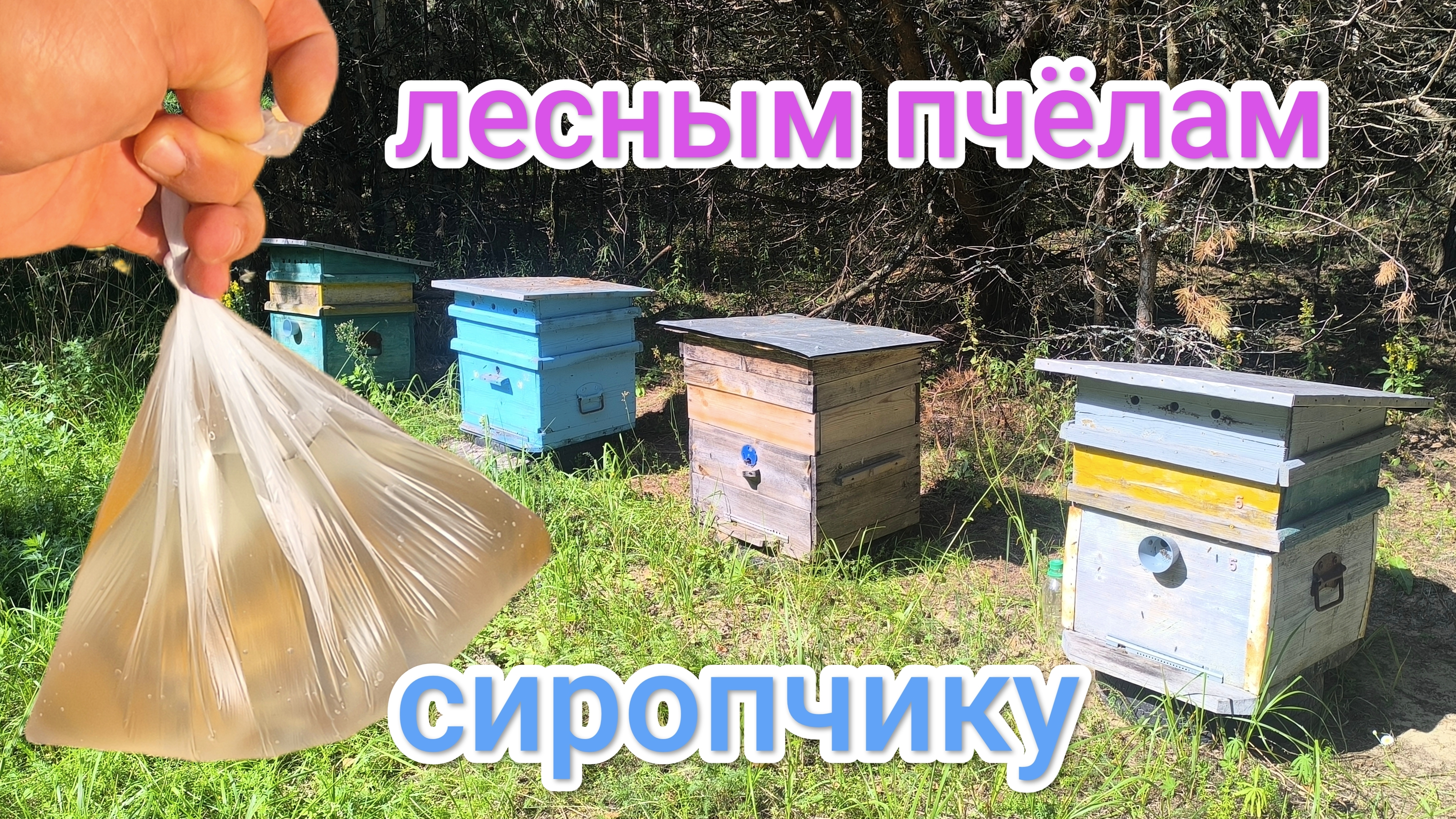 Пасека в лесу!