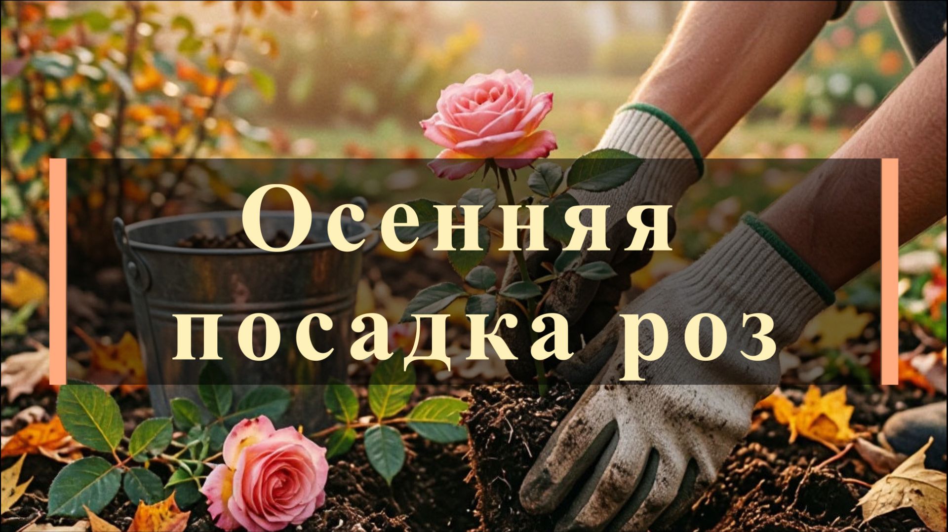 Посадка и пересадка роз