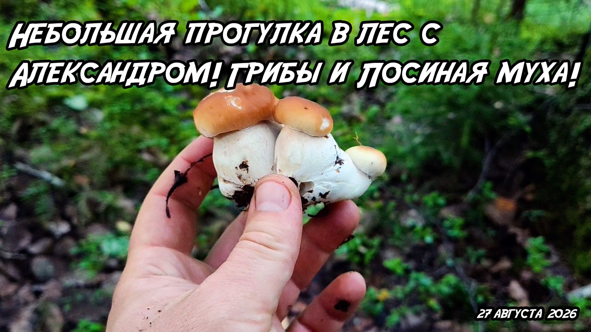 Сезон сбора грибов. Лето 2026