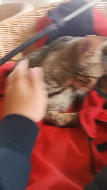 Мой котик моня