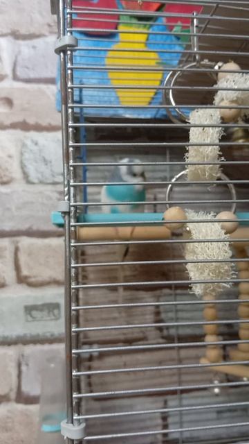 🦜 Попугай Кеша — наши видео