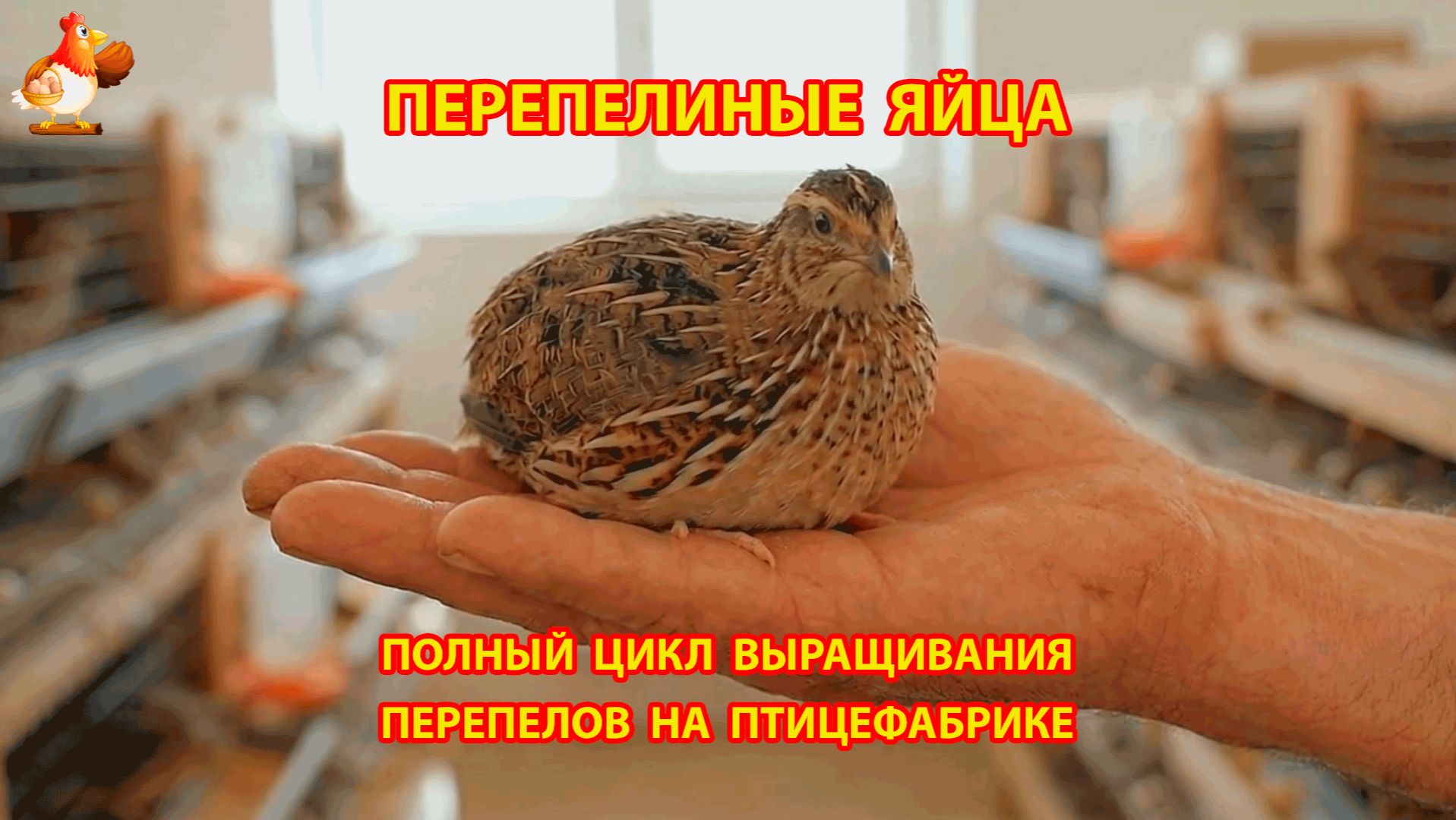 Советы птицеводу