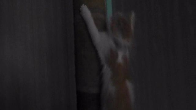 кошки и коты.домашние животные