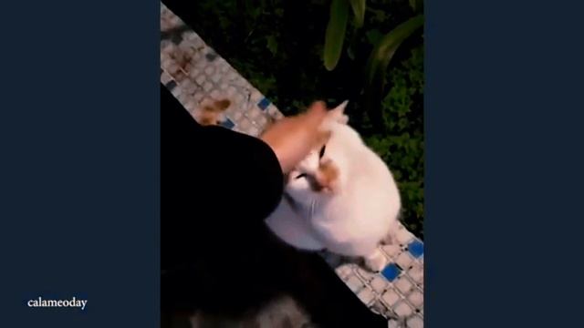 котики ржака