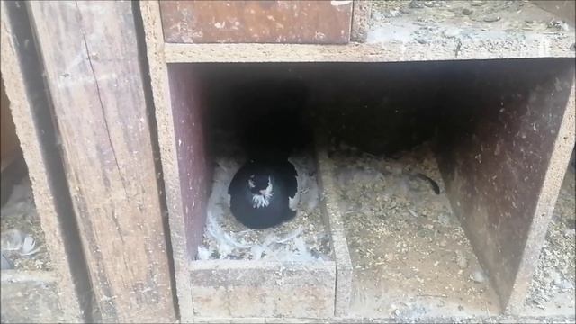 голубиводство