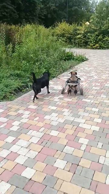 Средние породы