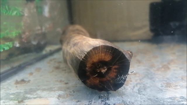 Аквариумистика