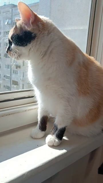 Кошка Чупа