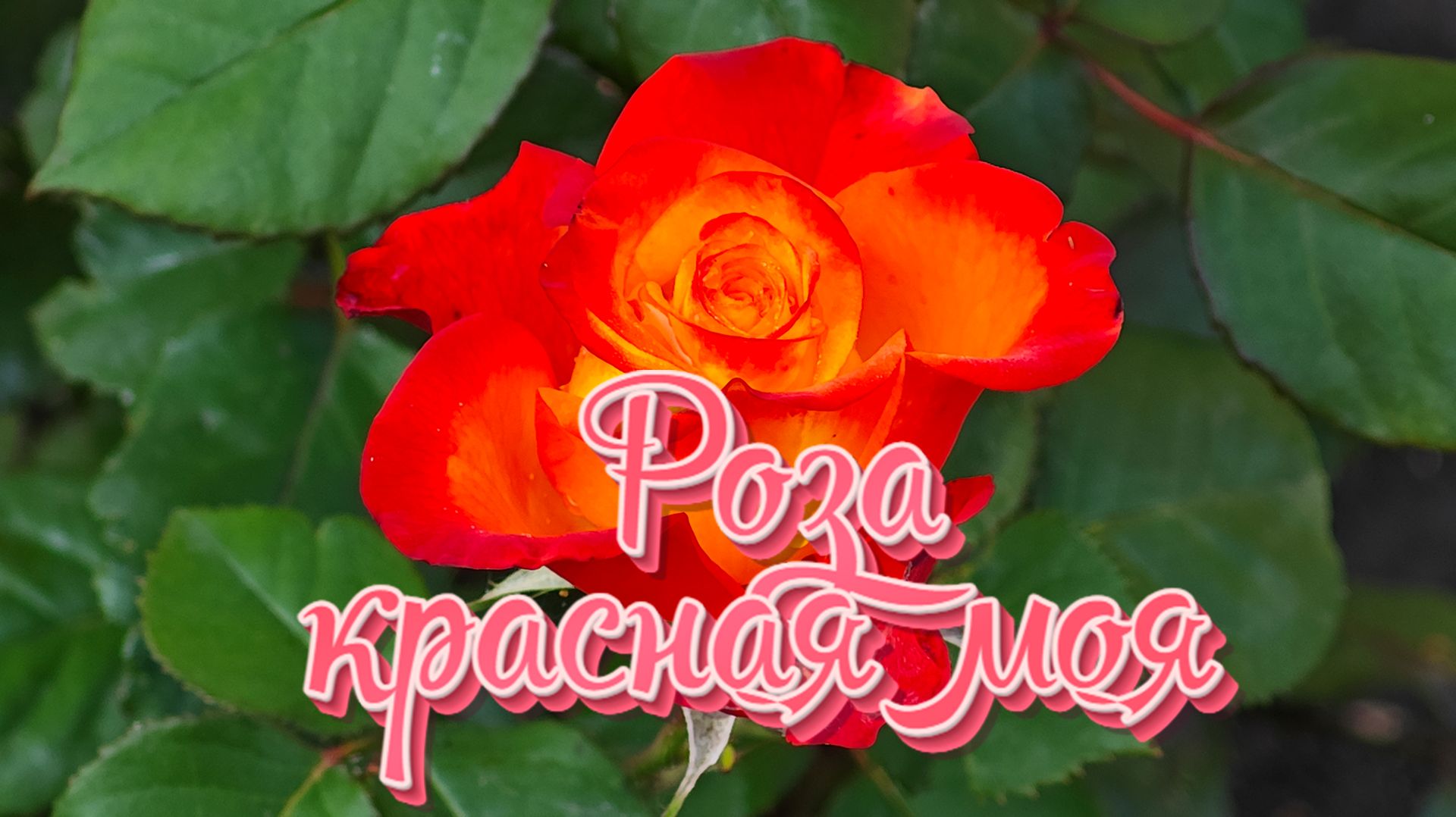 Музыка