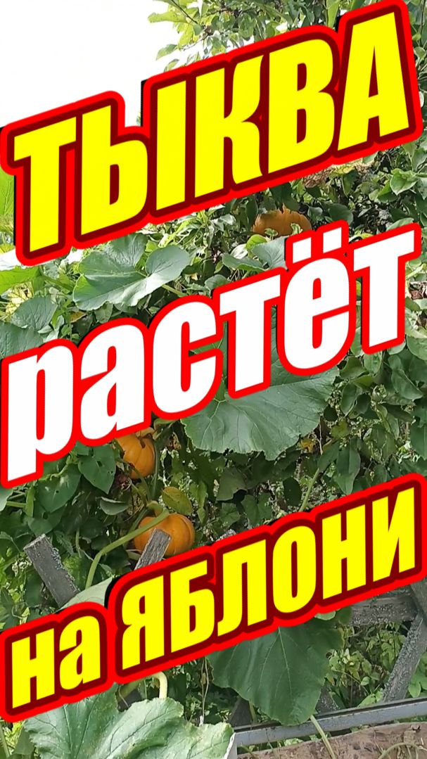 САД ОГОРОД ДАЧА