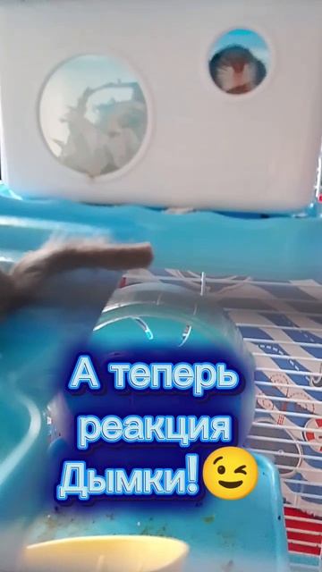 Жизнь моих хомячков - Шустрика и Дымки