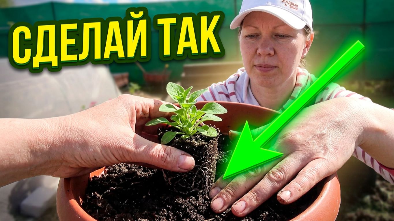 ПЕТУНИИ