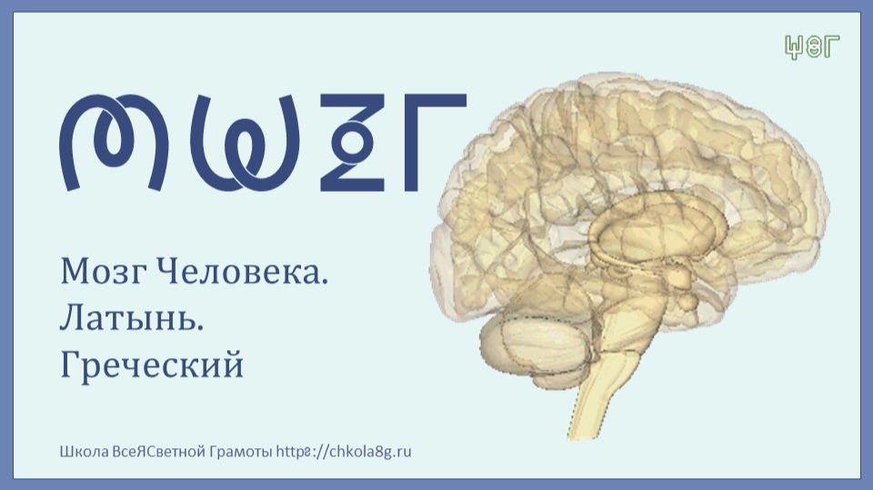 Тело Человека