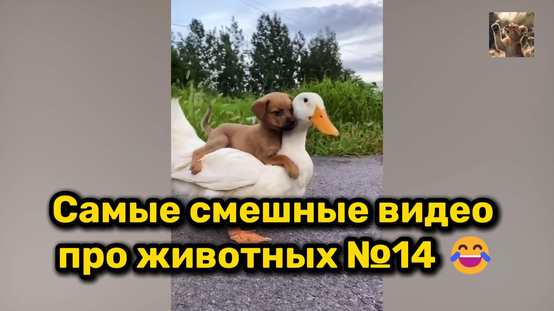 Самые смешные видео про животных 😂🐾