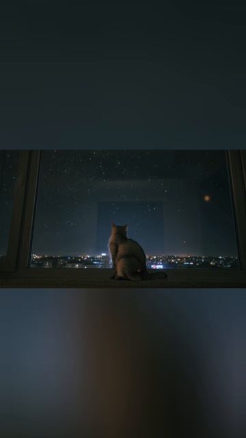 Видео про кошек,