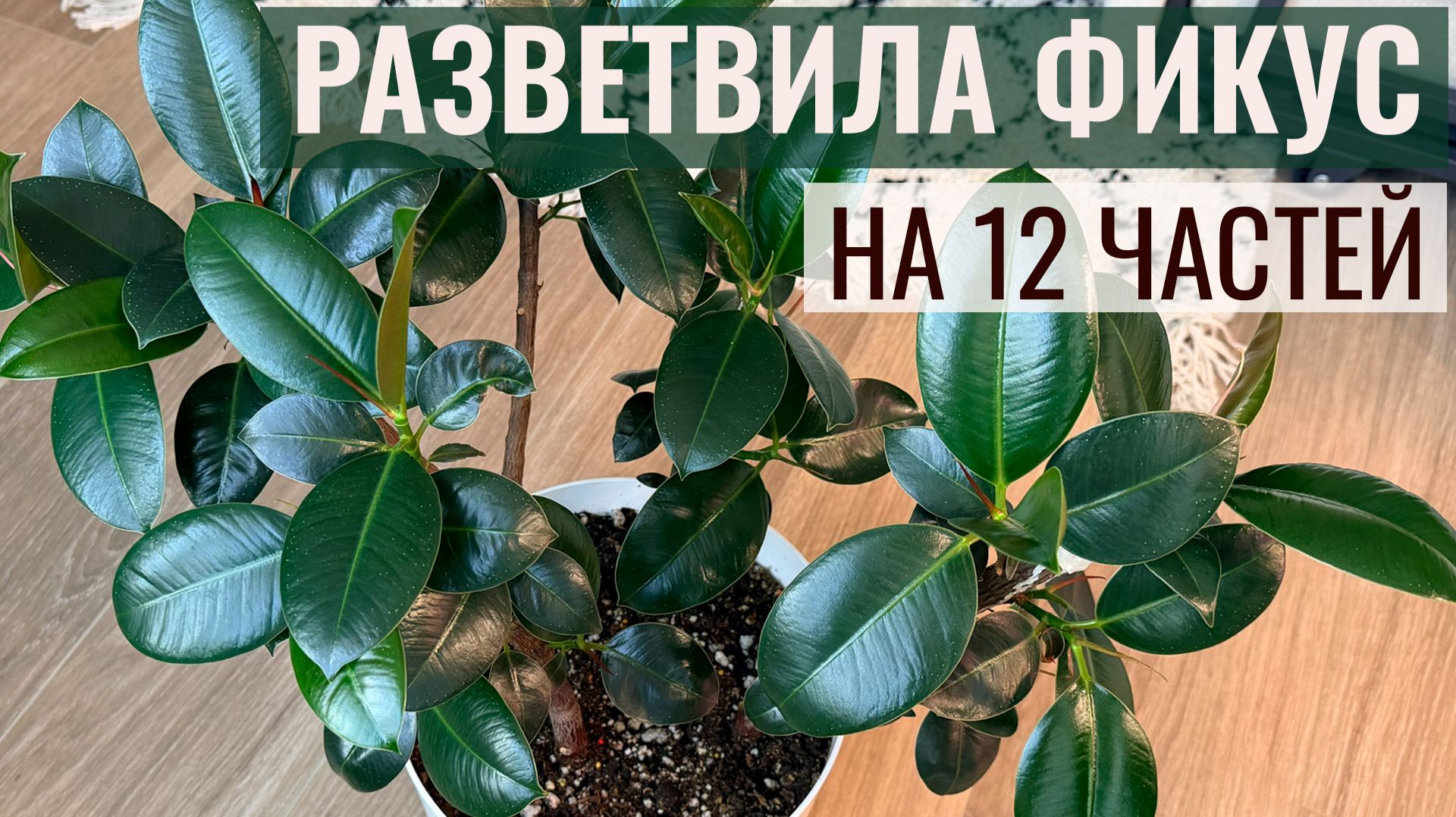 Фикус эластика