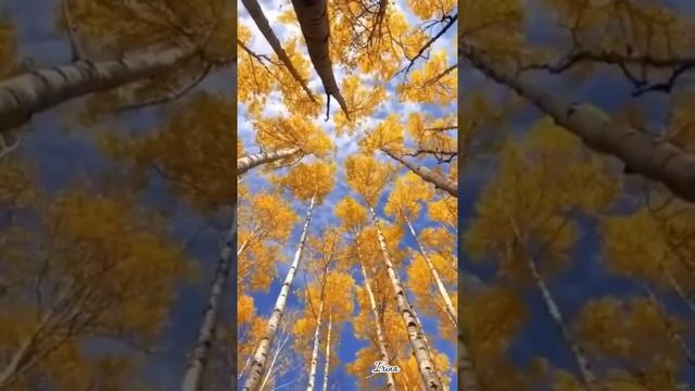 Музыка и песни