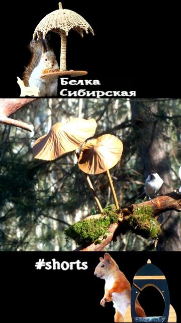 Кормушка ″Грибочки″