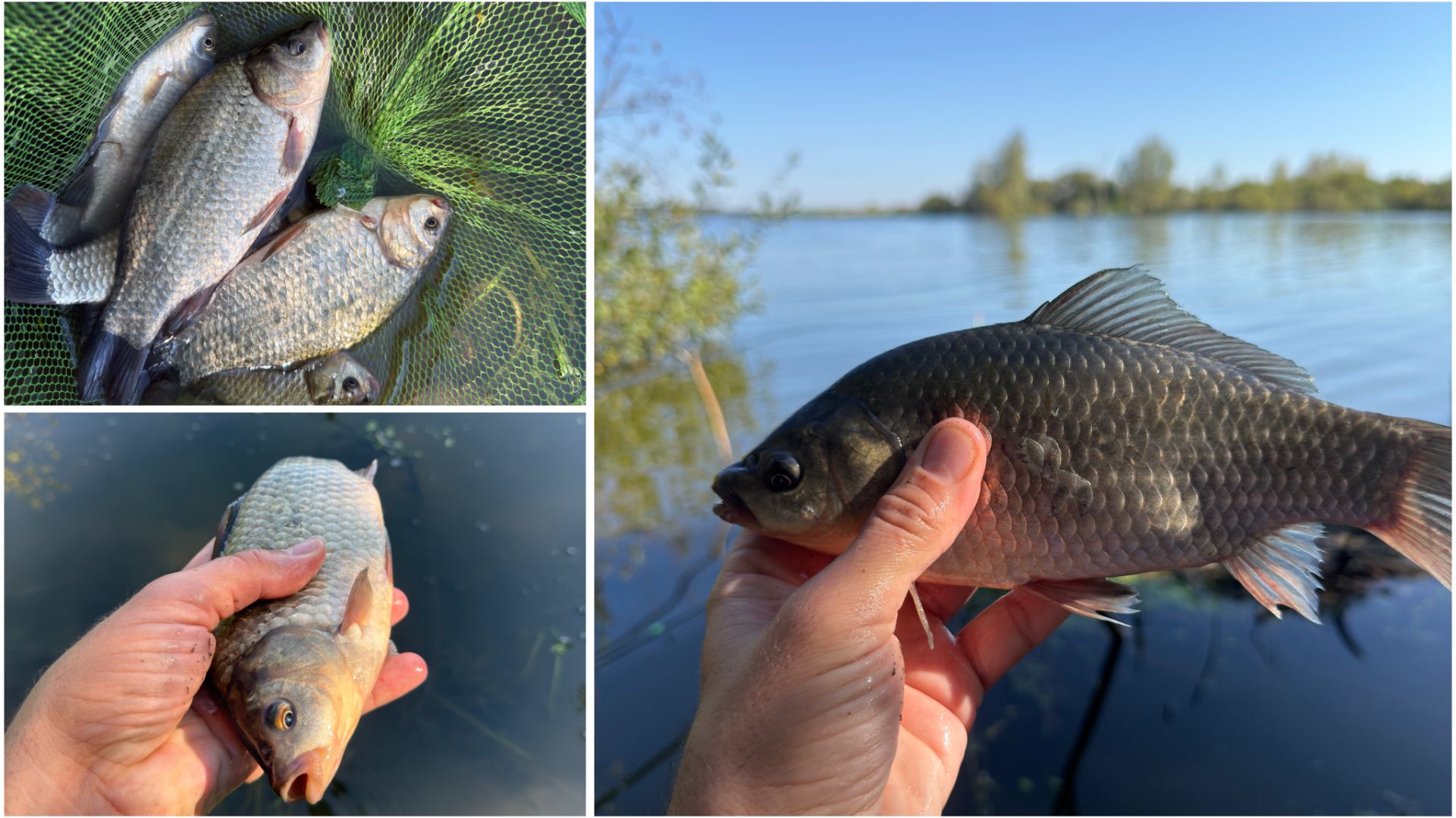 Поплавочка, донка, фидер