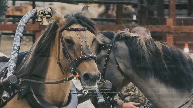 Вятская порода лошадей