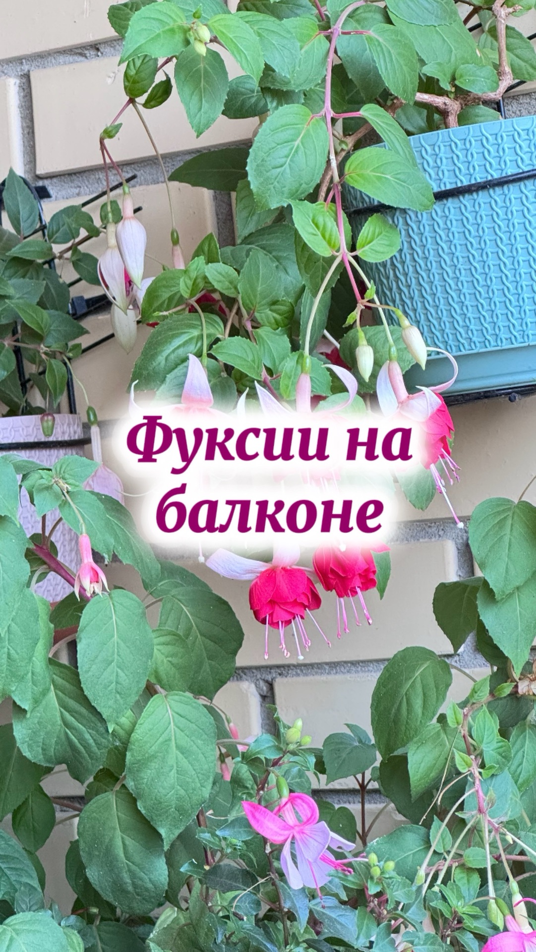 Фуксии