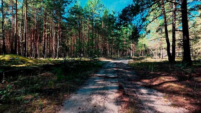 Войново - Крутое. 22.08.2026.