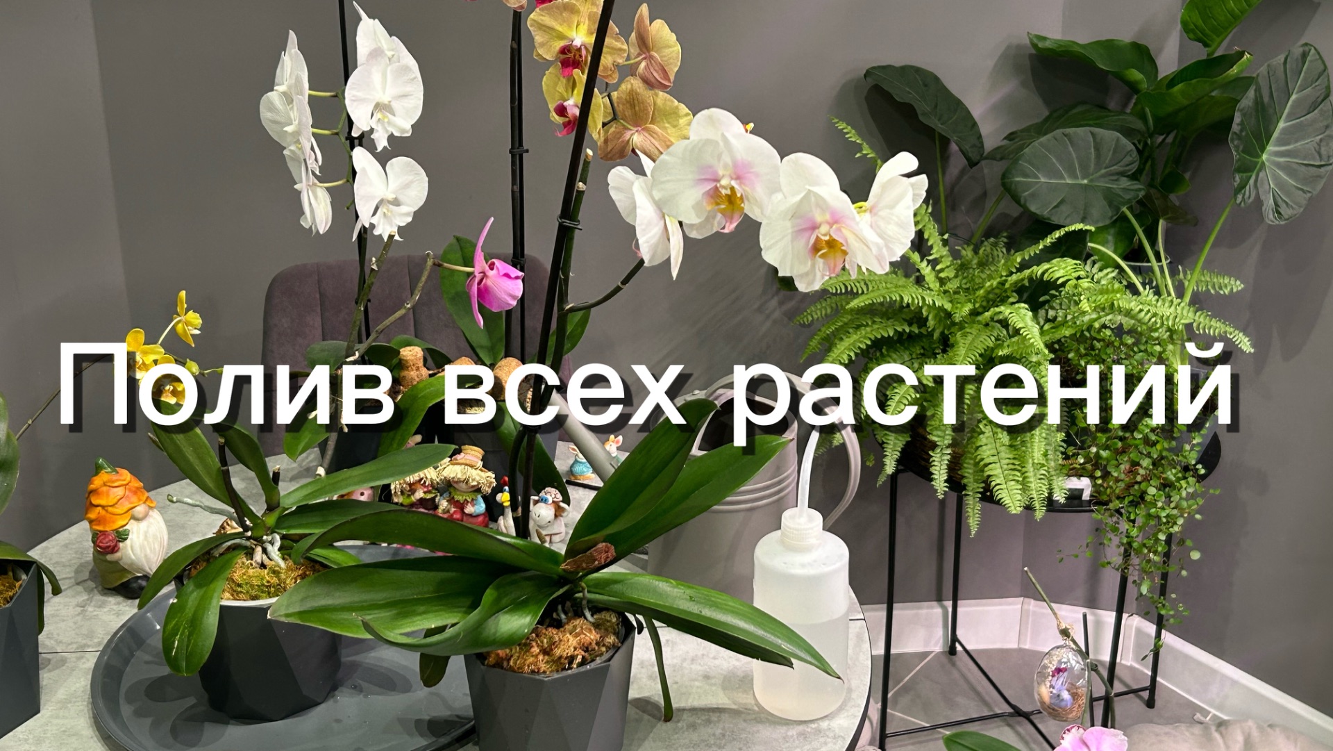 Уход за орхидеями