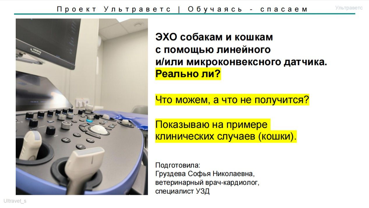 ЭХО (УЗИ сердца) собак и кошек