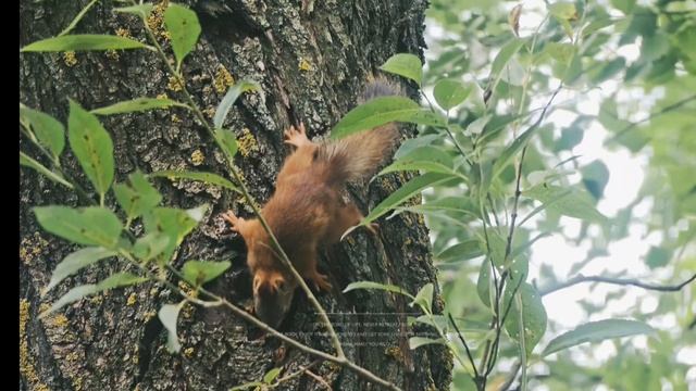 Наши животные