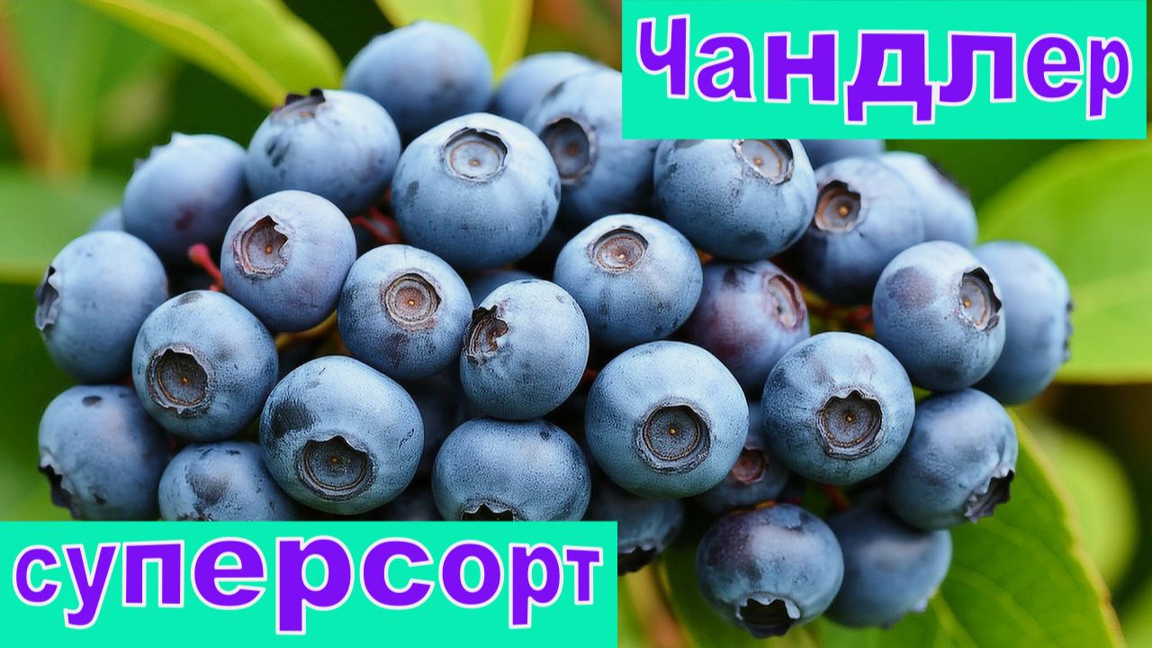 Голубика