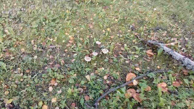 По грибы.