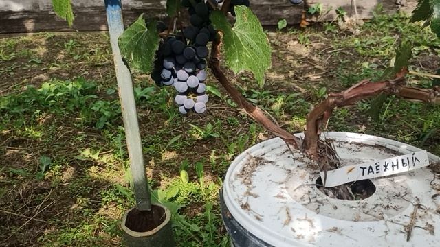 Сорта винограда прошедший отбор на пригодность выращивания на дачной гидропонике