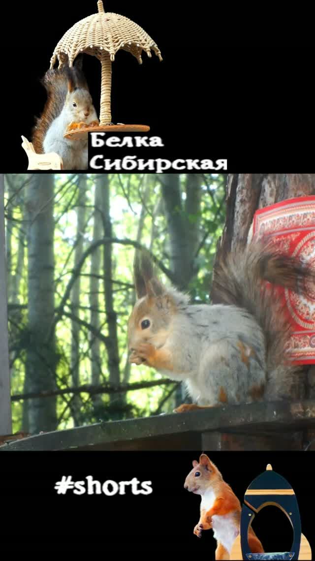 У ковра кормушка