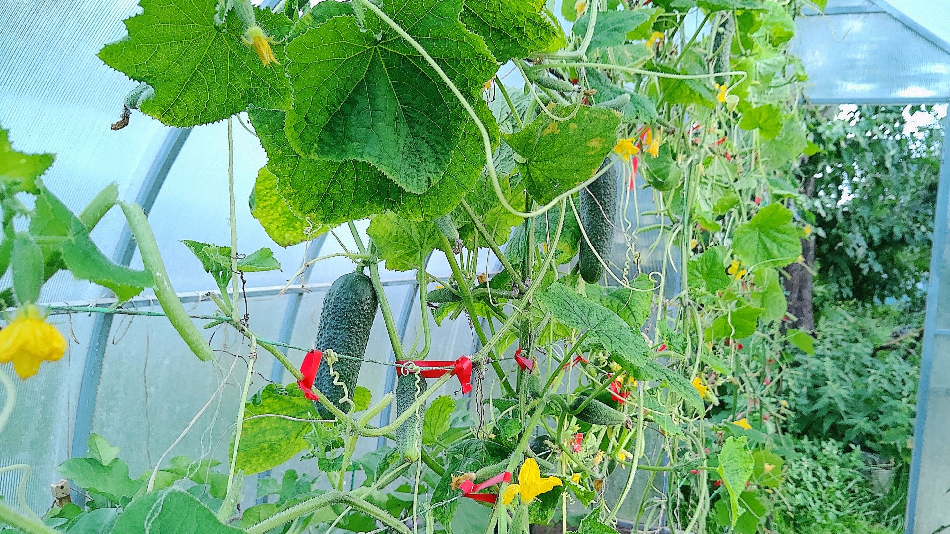 Огурец