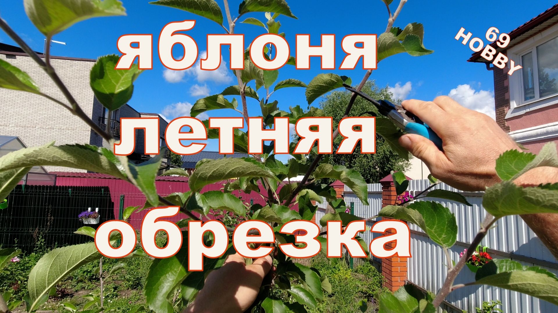 обрезка плодовых деревьев