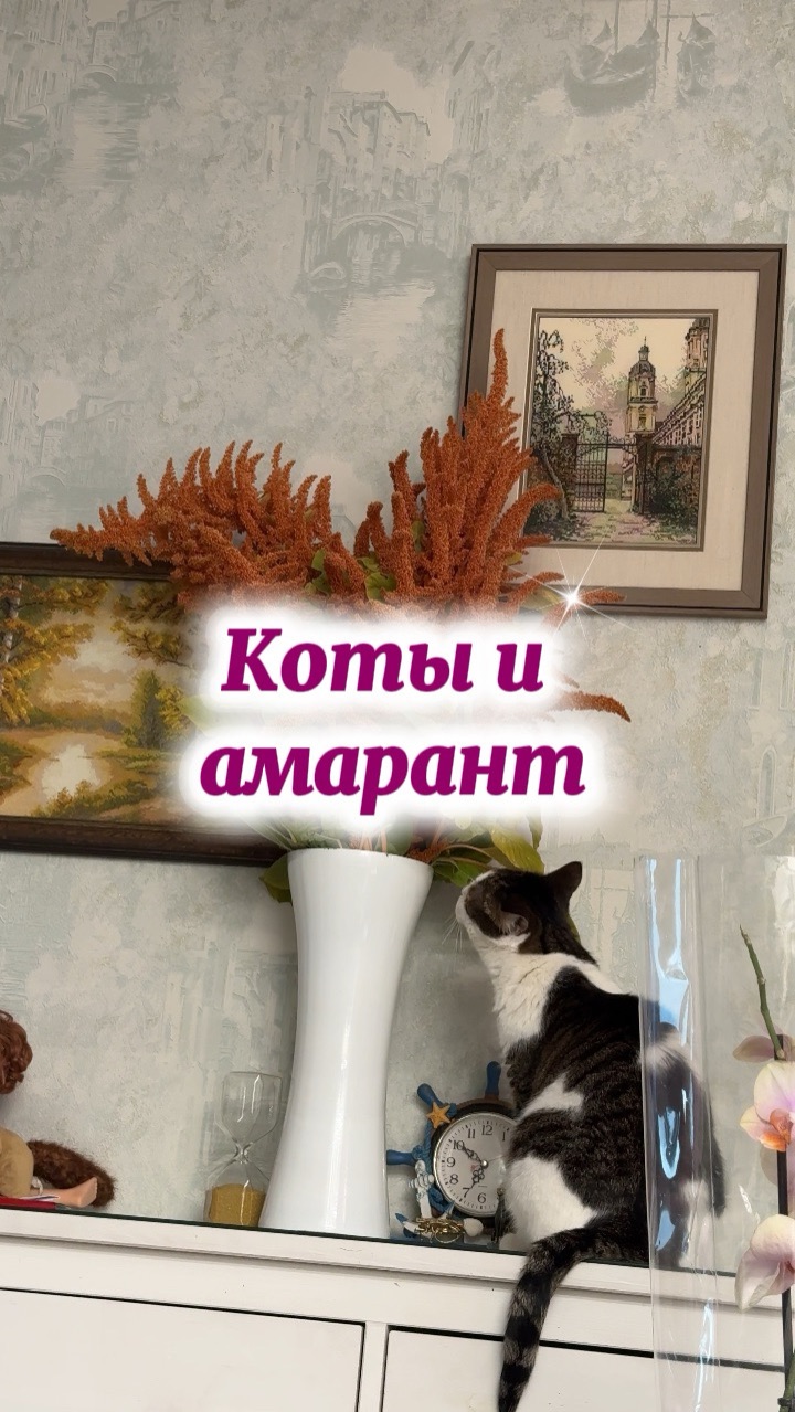 Любимчики