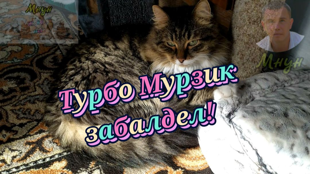 Животные