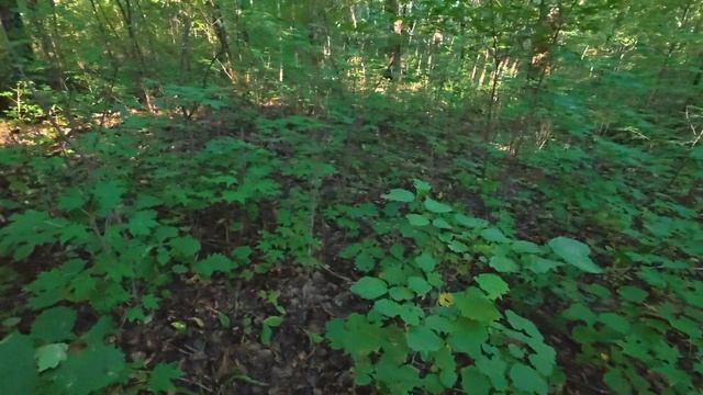 Дары природы.