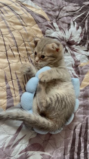 котенок Шэрри