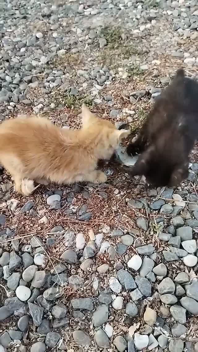 🐱🐼🦉РЕБЯТАМ О ЗВЕРЯТАХ