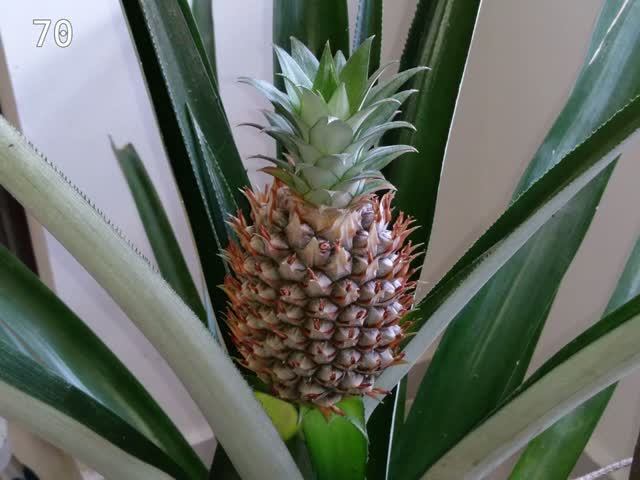 Растения. Plants.