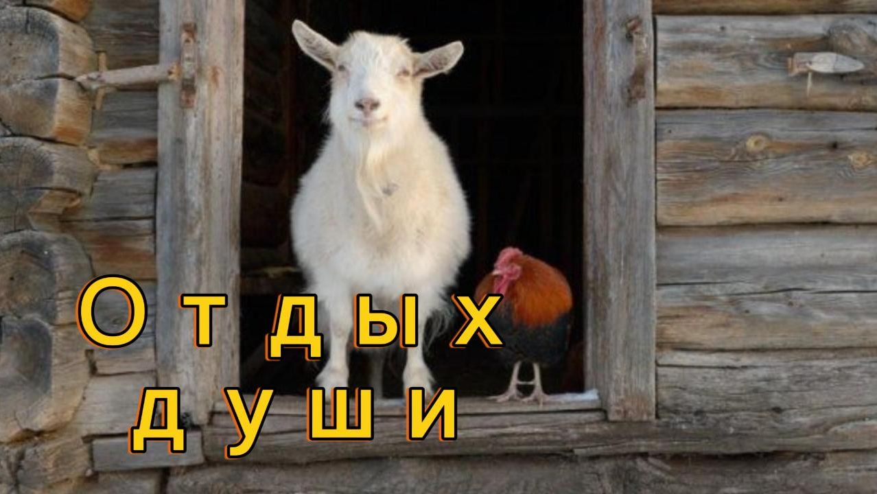 видео для сна