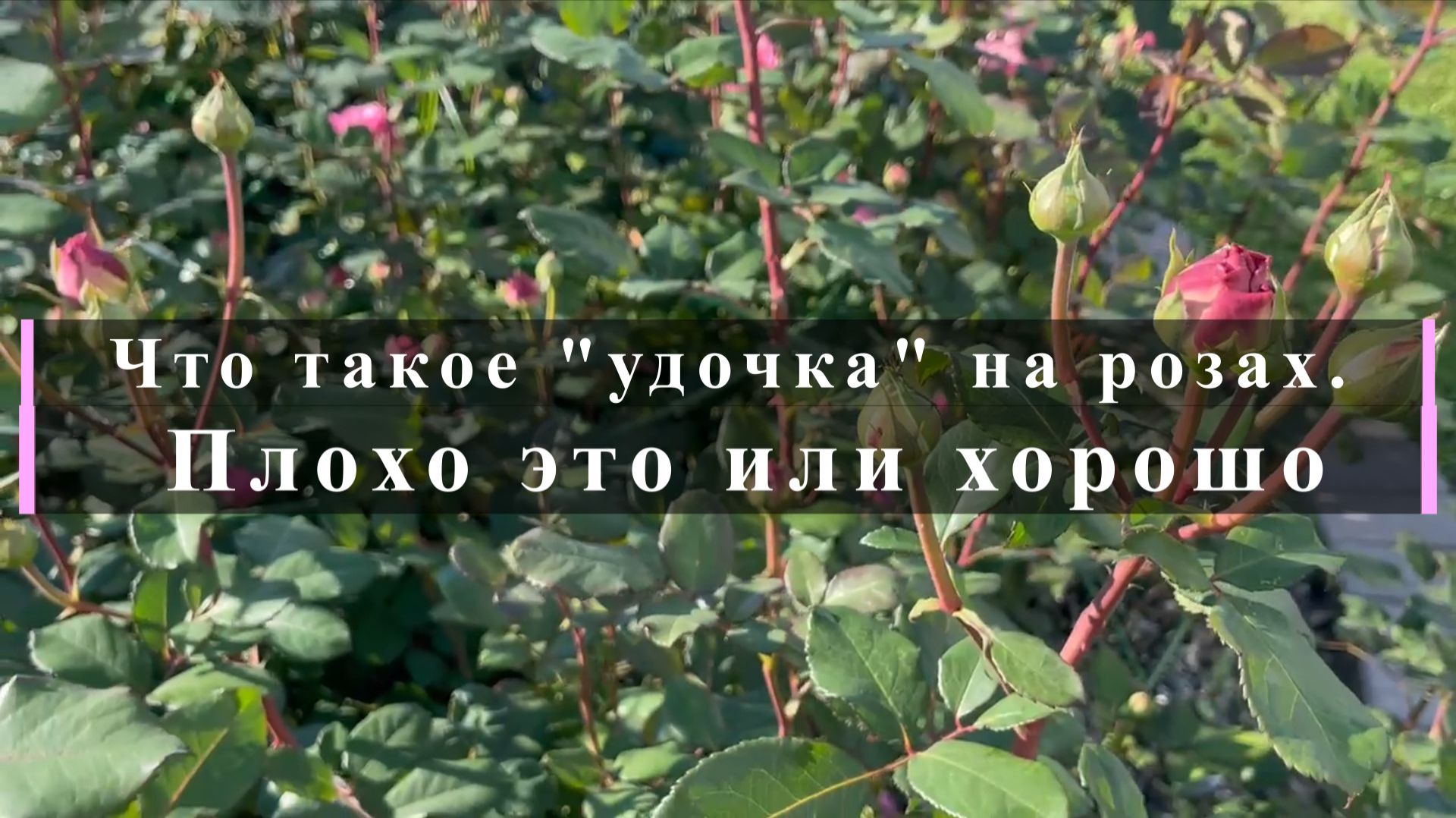Ответы на вопросы подписчиков
