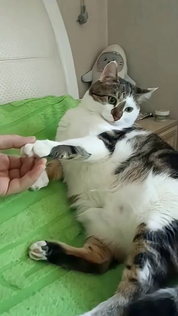 Кошка Ушастая