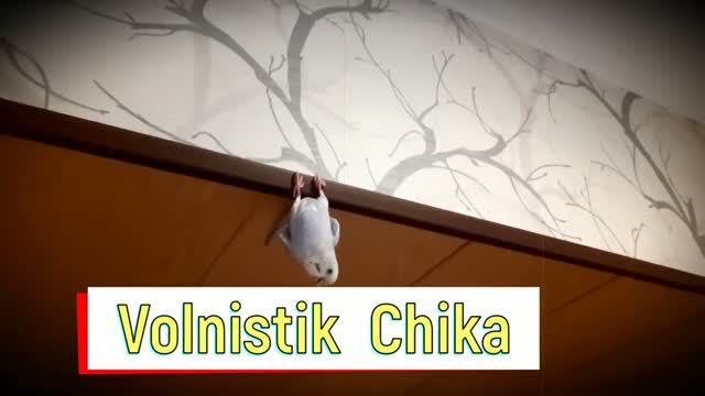 Веселые видео с попугаями
